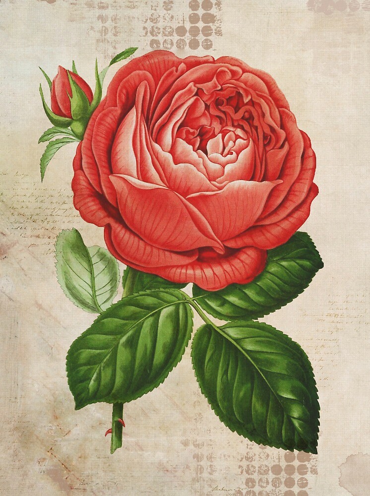 "Red Hybrid Perpetual, Paul Neyron Rose Vintage Print" by ...