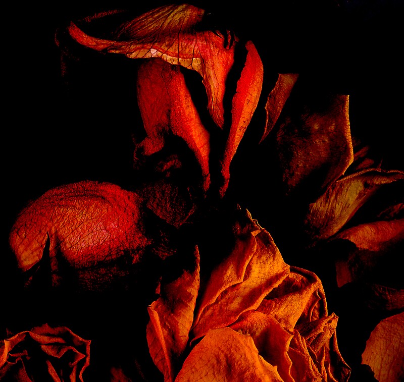 "Firelight roses...." by Bev Evans | Redbubble