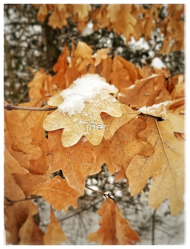"Snow on oak leaves" by jrier | Redbubble
