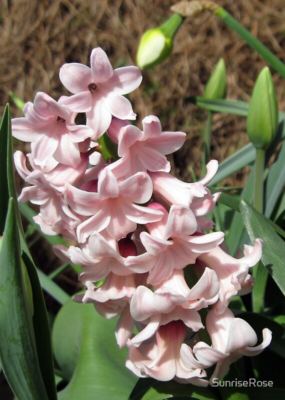 "Pretty Pink Hyacinth" by SunriseRose | Redbubble
