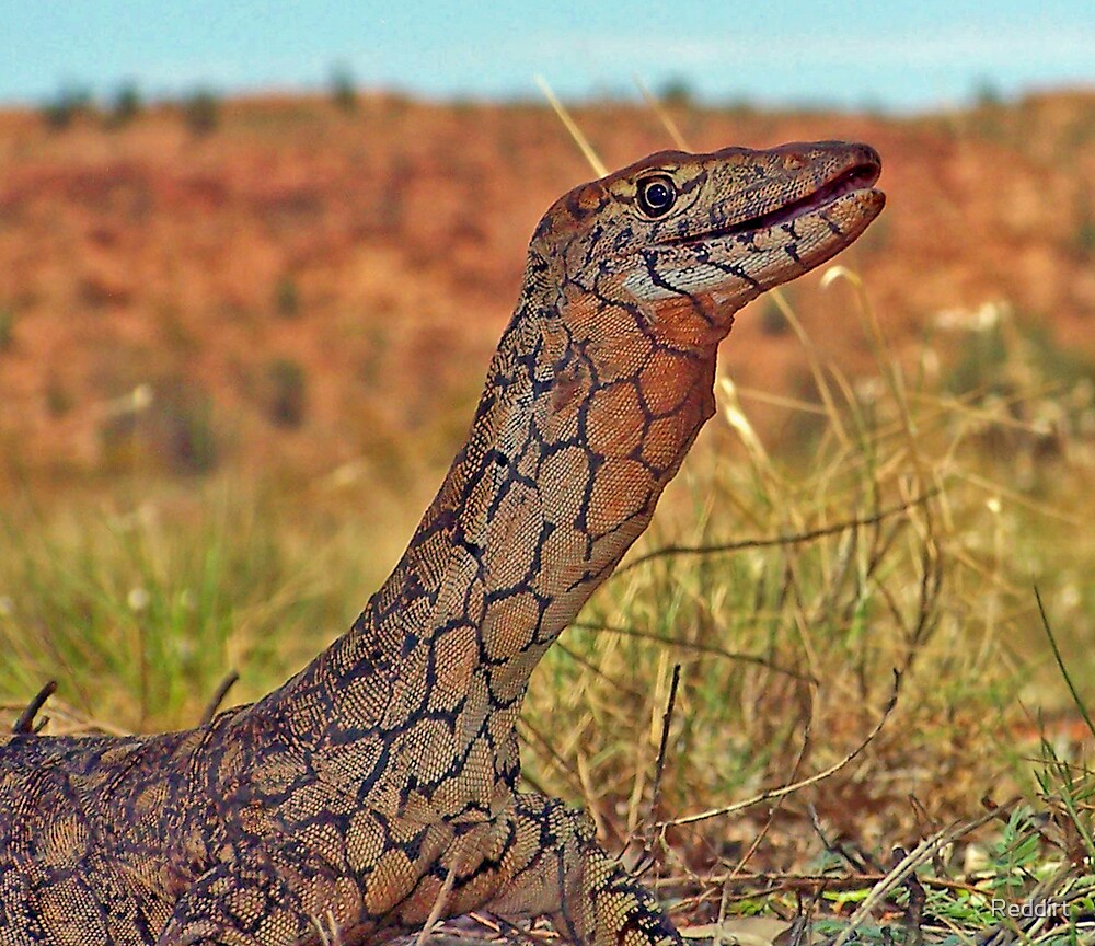 "Perentie" by Reddirt | Redbubble