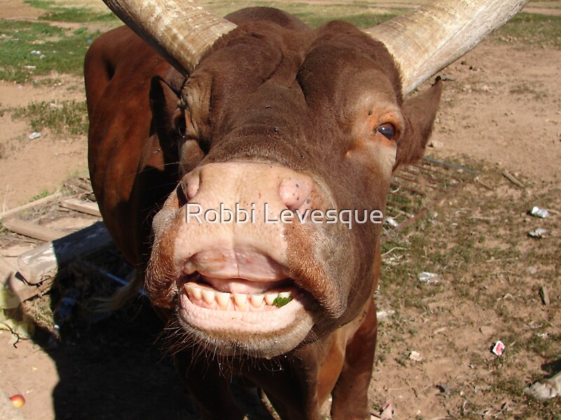 "Smiling Bull" by Robbi Levesque | Redbubble