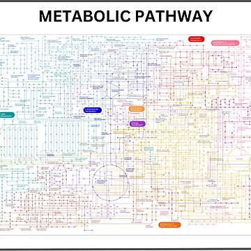 "Metabolic pathway map" Sticker for Sale by ScienceStores | Redbubble