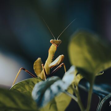 "praying mantis" Art Board Printundefined by Manfred Marquard | Redbubble