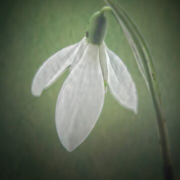 "Snowdrop" Photographic Print for Sale by Karen Betts | Redbubble