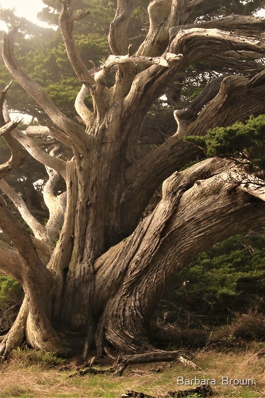 "Ancient Cypress Tree" by Barbara Brown | Redbubble