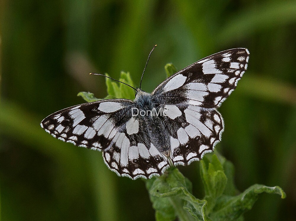 "Marble White Butterfly" by DonMc | Redbubble