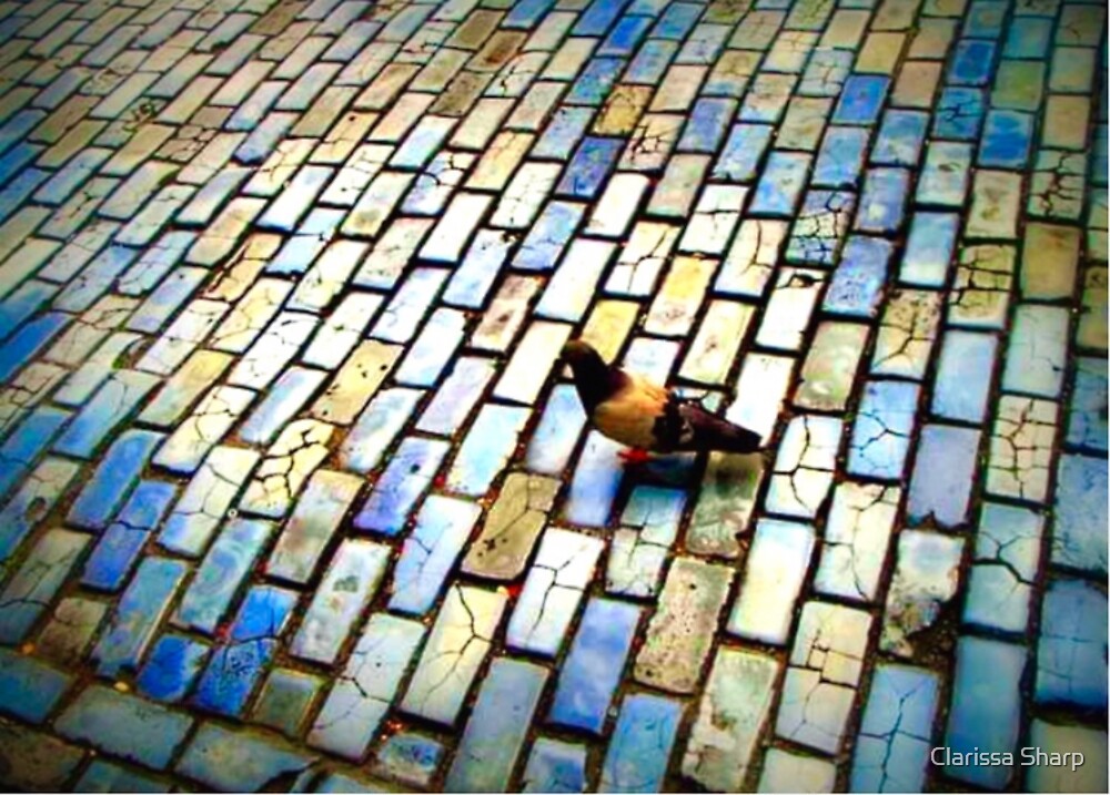 "San Juan Pigeon" by Clarissa Sharp | Redbubble