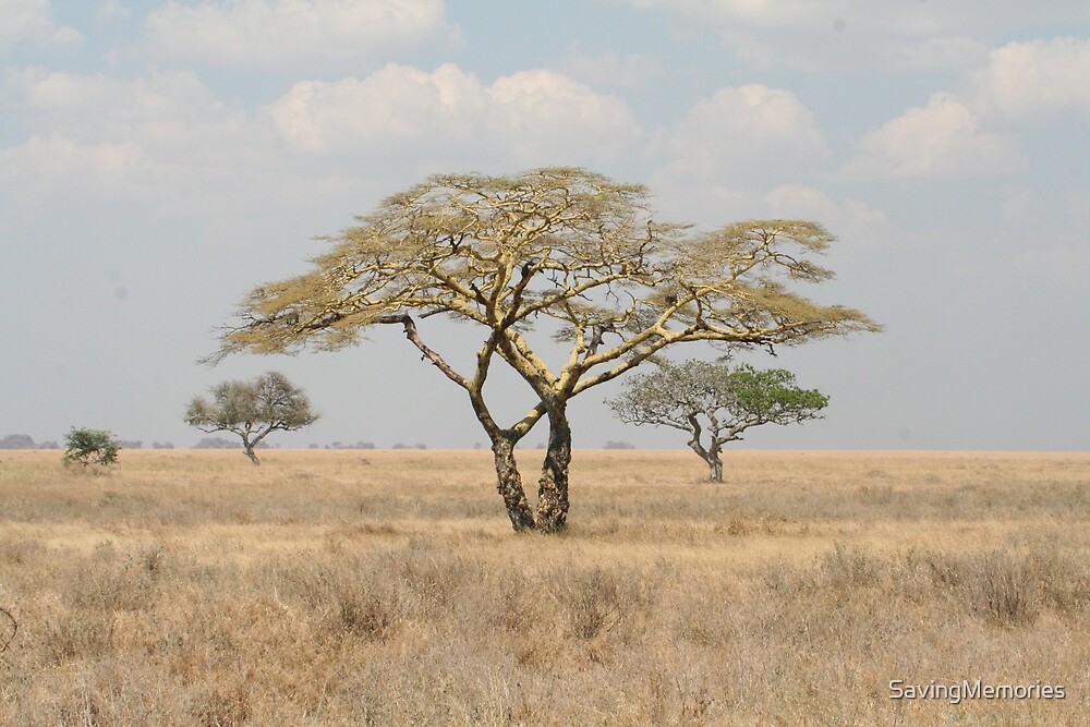 "Beautiful Acacia Tree" by SavingMemories | Redbubble