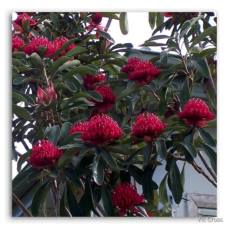 ""Waratah Tree"" by Vic Cross | Redbubble