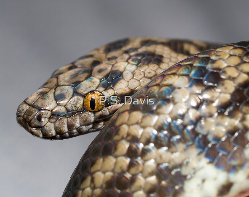 "Spotted Python - Antaresia maculosa" by Paul Davis | Redbubble