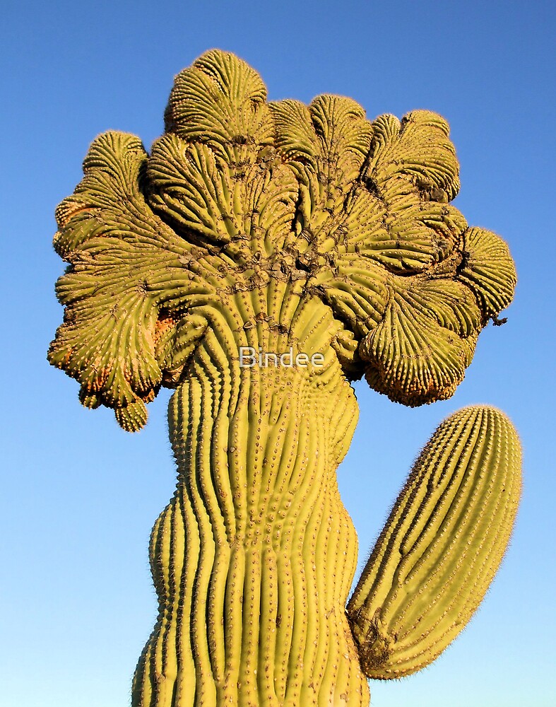 "Cristate Saguaro " by Bindee | Redbubble