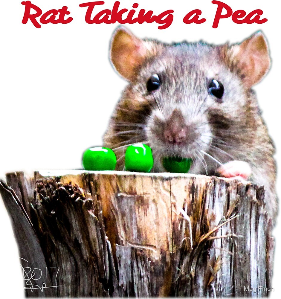 "Rat Taking a Pea" by May Finch | Redbubble