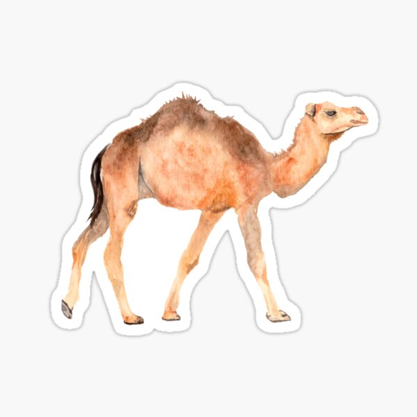 Camel Stickers | Redbubble