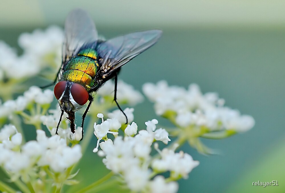 "Colourful Fly" by relayer51 | Redbubble
