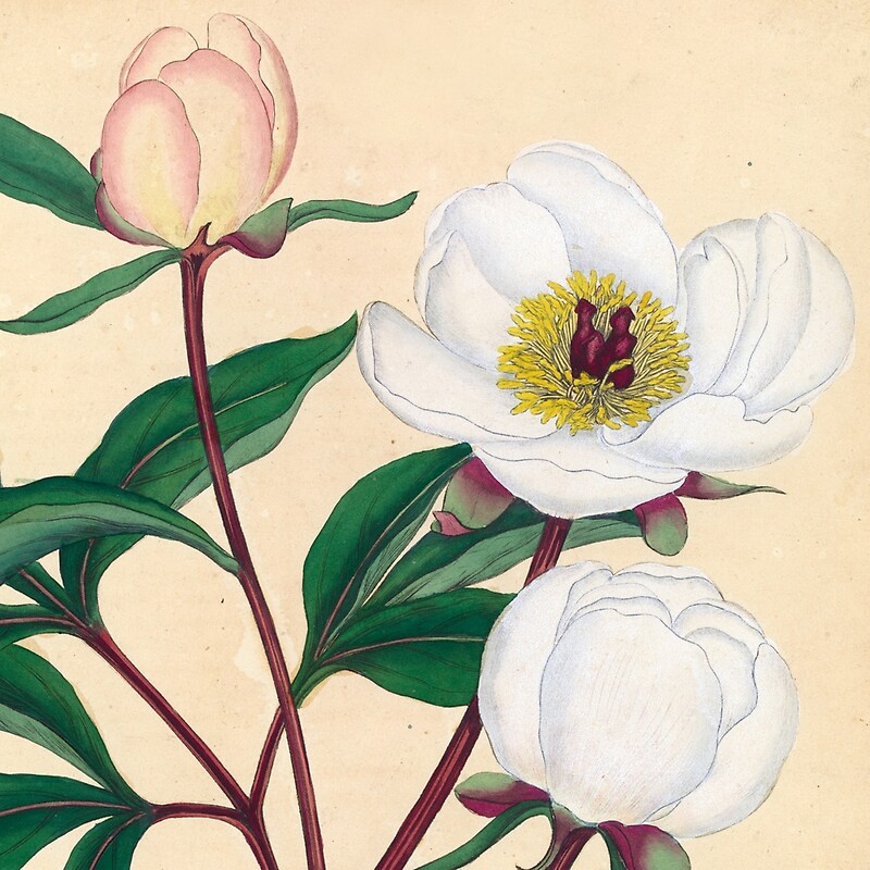 Beautiful botanicals by StateLibraryVic | Redbubble