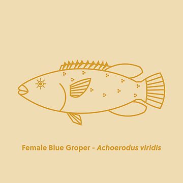 "Adorable Female Blue Groper in Golden Yellow on Vanilla" Sticker for ...