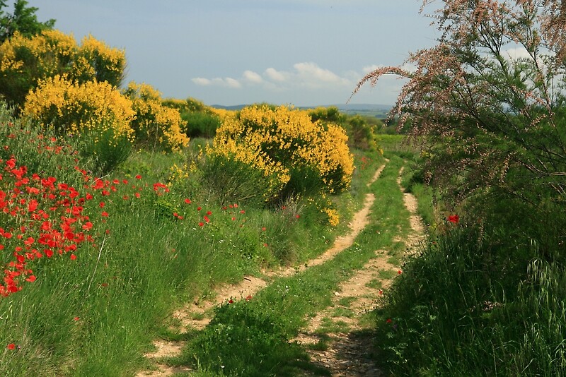 "Country path southern France" by Paul Pasco | Redbubble