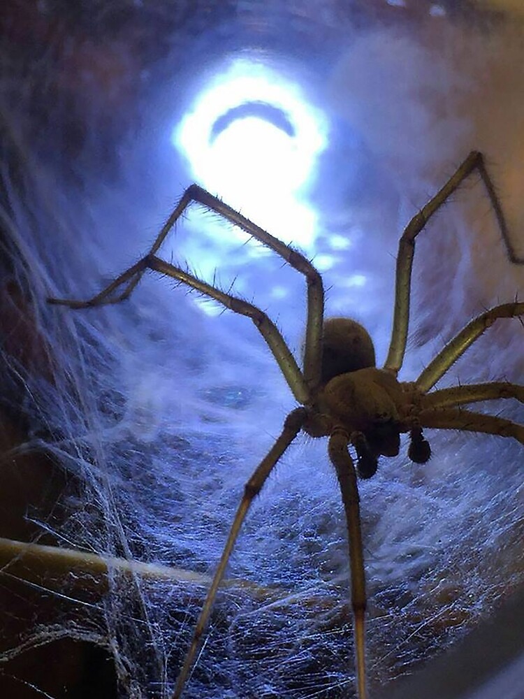 "Spider web tunnel" by yousef99 | Redbubble