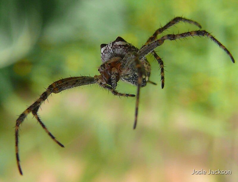 "Flying spider" by Josie Jackson | Redbubble