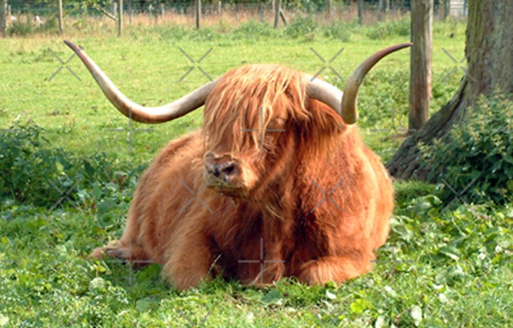 "Heilan Coo" by Tom Gomez | Redbubble