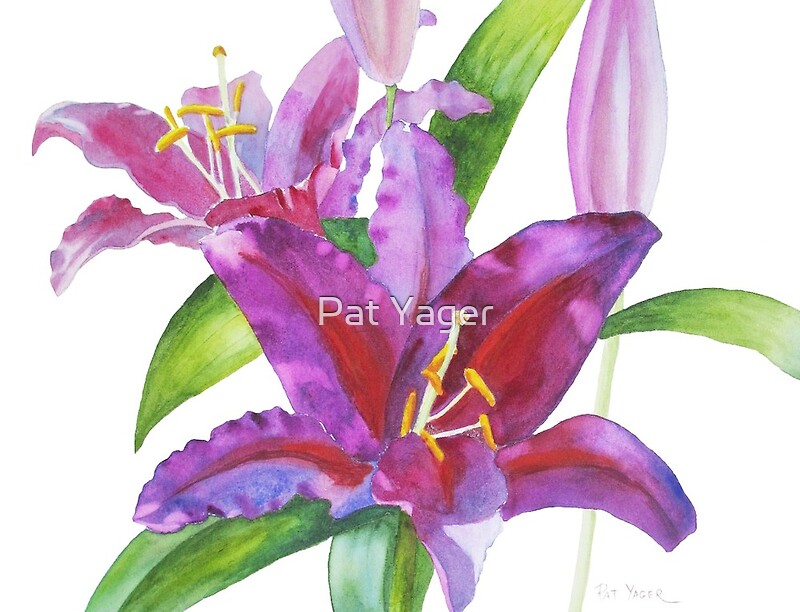 "Firebolt Lily Watercolor" by Pat Yager | Redbubble