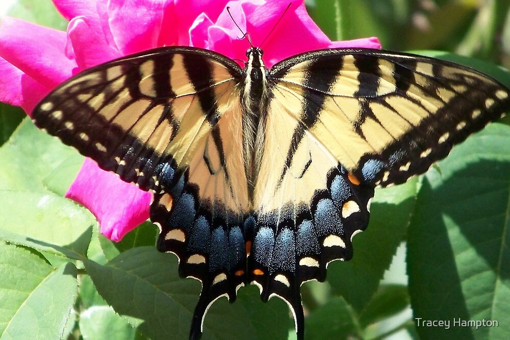"perfect landing" by Tracey Hampton | Redbubble
