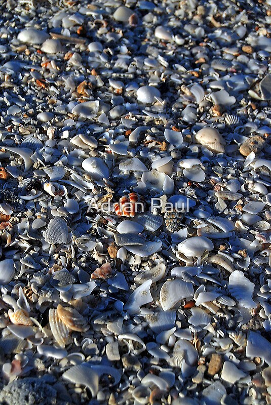 "Shells, Eighty Mile Beach, Western Australia" by Adrian Paul | Redbubble