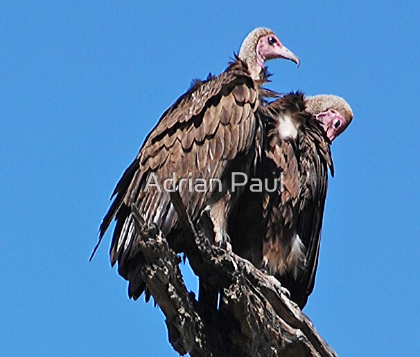 "Hooded Vultures, Moremi Game Reserve, Botswana, Africa" by Adrian Paul ...