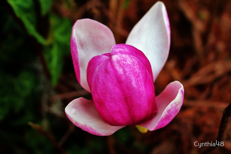 "Ready To Pop Into Spring" by Cynthia48 | Redbubble