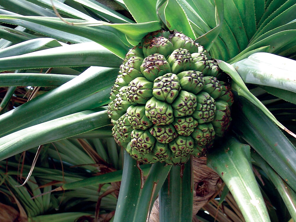 "Pandanus Seed" by Lou Van Loon | Redbubble