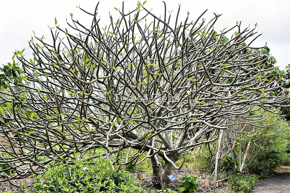 "Almost Bare Frangipani Tree" by Teresa Zieba | Redbubble