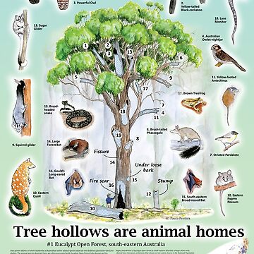 "Tree hollows are animal homes #1 (detailed poster design ...