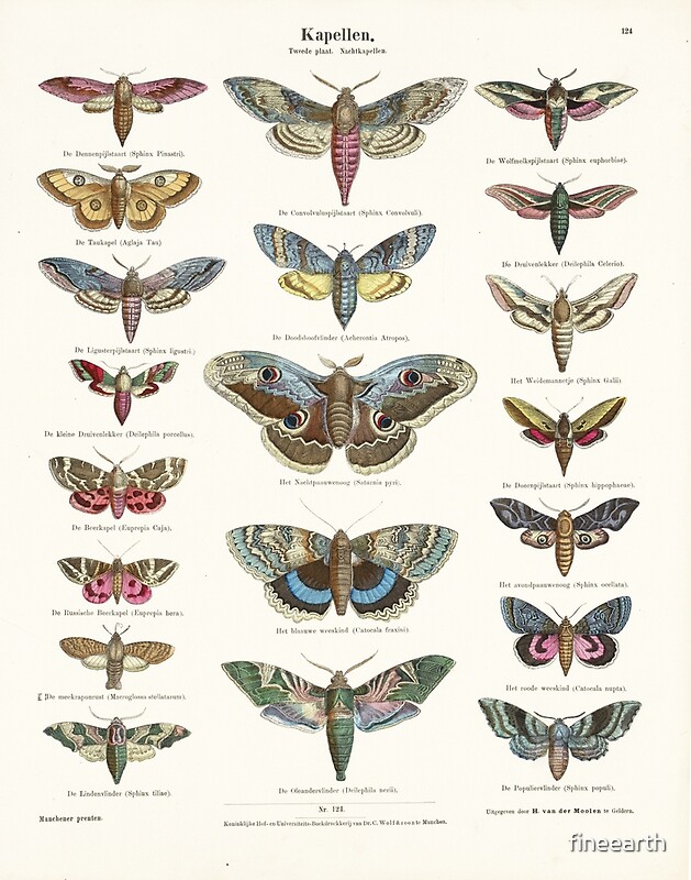 "Vintage Moth Chart" by vintage wall art | Redbubble
