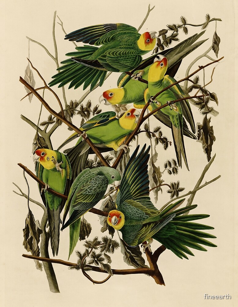 "Vintage Parrot Illustration" by vintage wall art | Redbubble