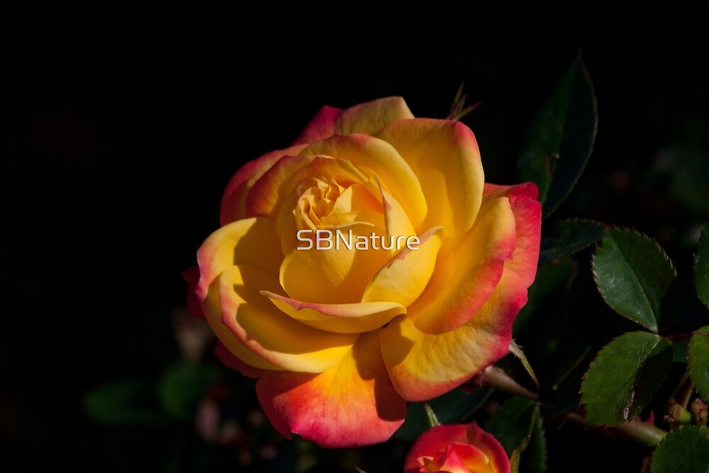 "Pink-Edged Yellow Rose" by SBNature | Redbubble