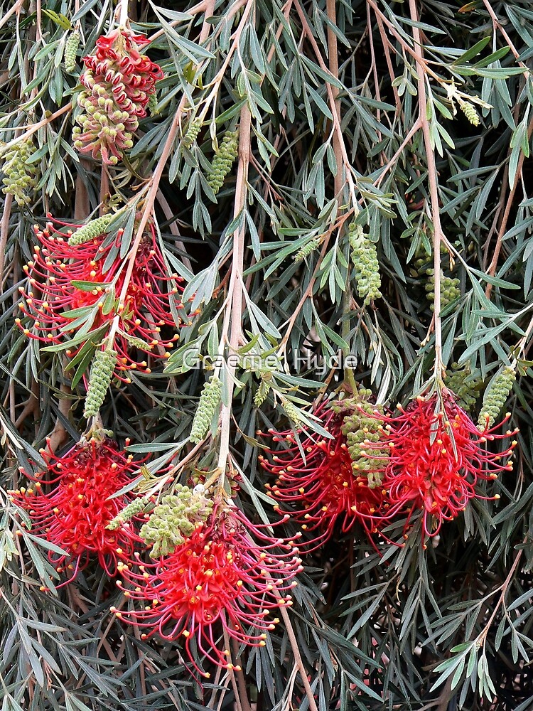 "Weeping Grevillea - Ruby Red" by Graeme Hyde | Redbubble