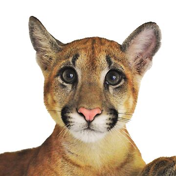 "Gaia the puma" Sticker for Sale by FIWY | Redbubble