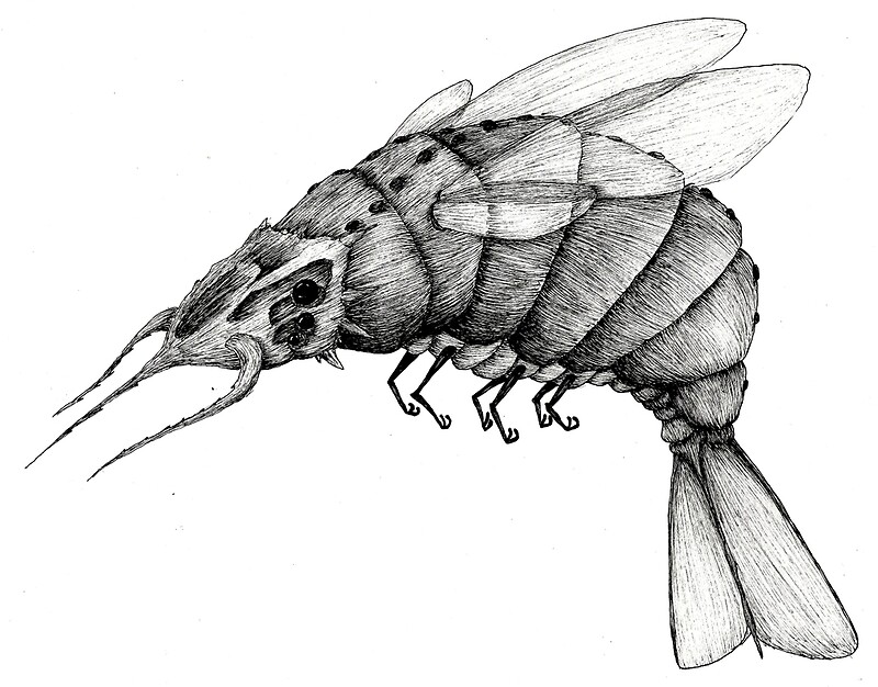 "space shrimp" by Hugo SOUMET | Redbubble