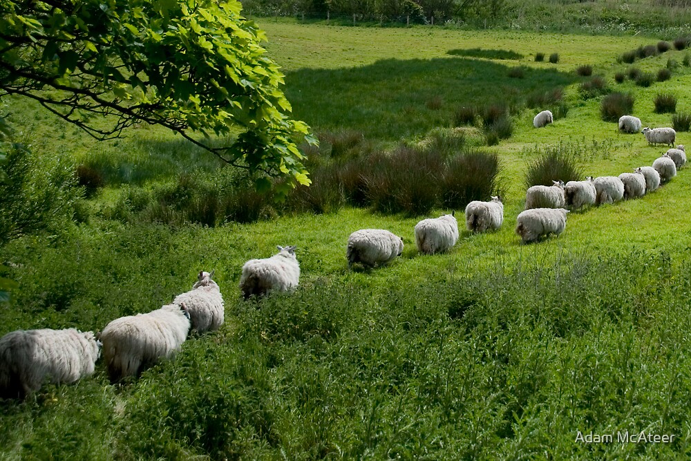 "Line of Sheep" by Adam McAteer | Redbubble