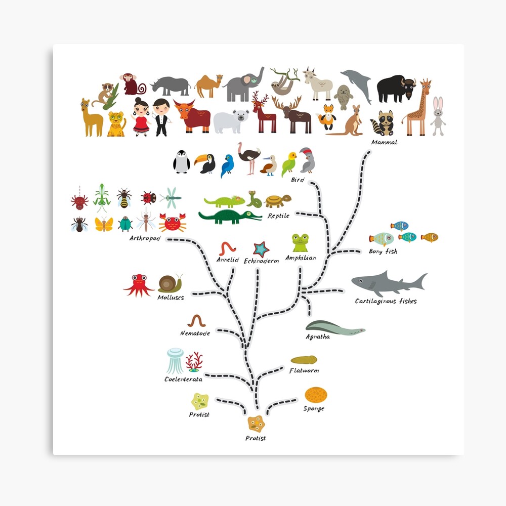 "Evolution Skala von einzelligen Organismus zu Säugetieren. Evolution in der Biologie, Schema ...