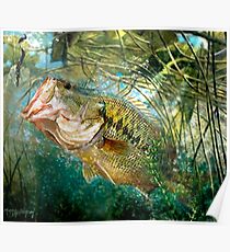 Bass Fishing Posters | Redbubble