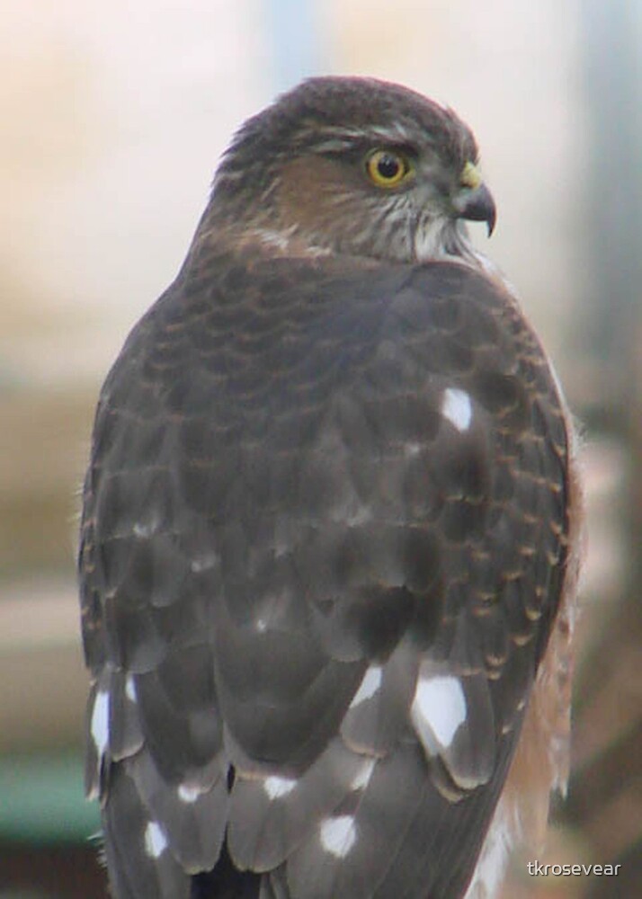 "PNW Raptor - Merlin Falcon" by tkrosevear | Redbubble