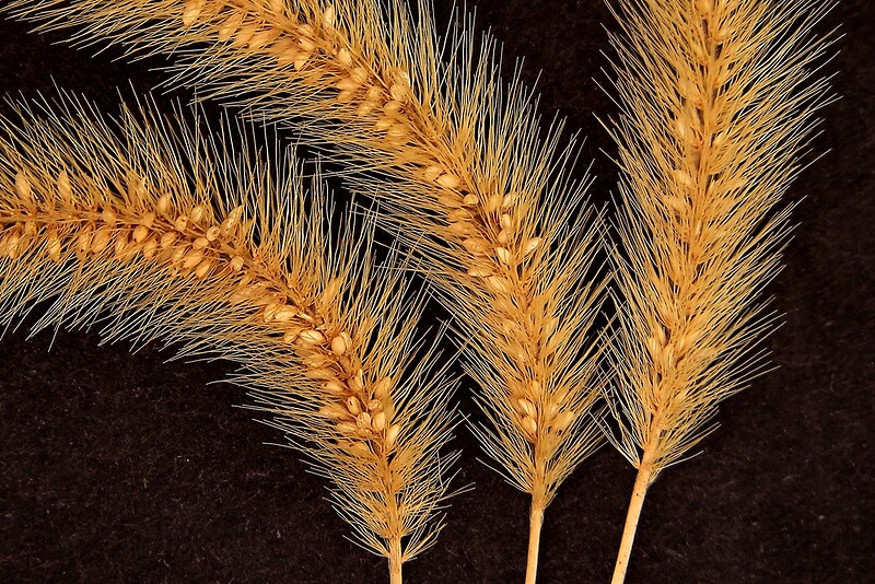 "Amber Grain" by Roger Easley | Redbubble