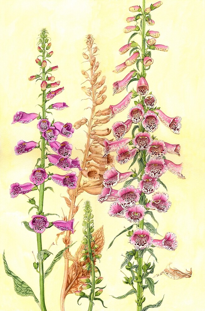 "Foxgloves (watercolour on paper)" by Lynne Henderson | Redbubble