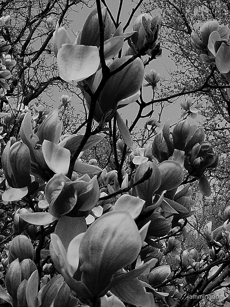 "Spring in black and white..in a brave new world" by jammingene | Redbubble
