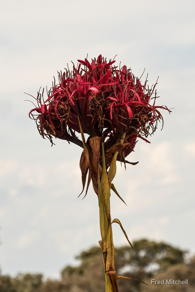 "Gymea Lily Doryanthes excelsa Leith Park Victoria 20171115 1740 " by ...