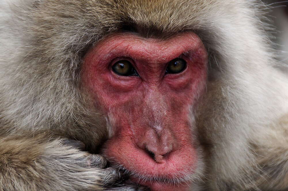 "Middle Aged Monkey Man" by Robert Mullner | Redbubble