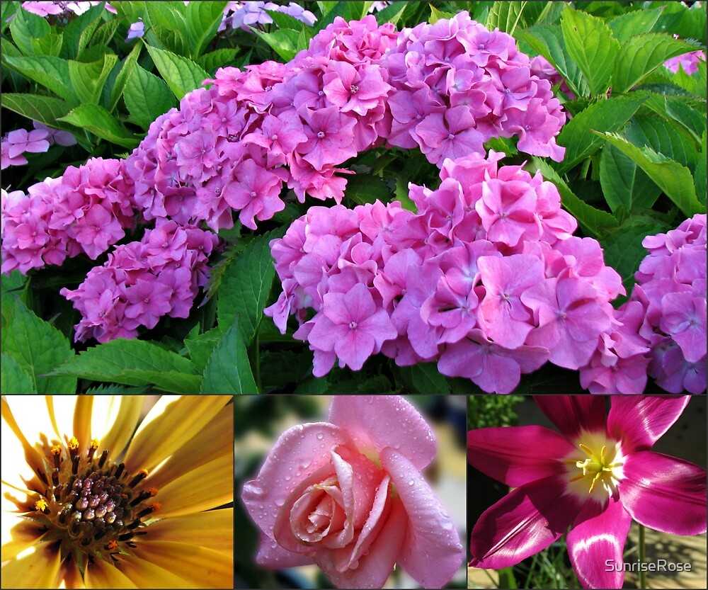 "Hydrangea Collage with Cape Daisy, Rose and Tulip" by SunriseRose ...