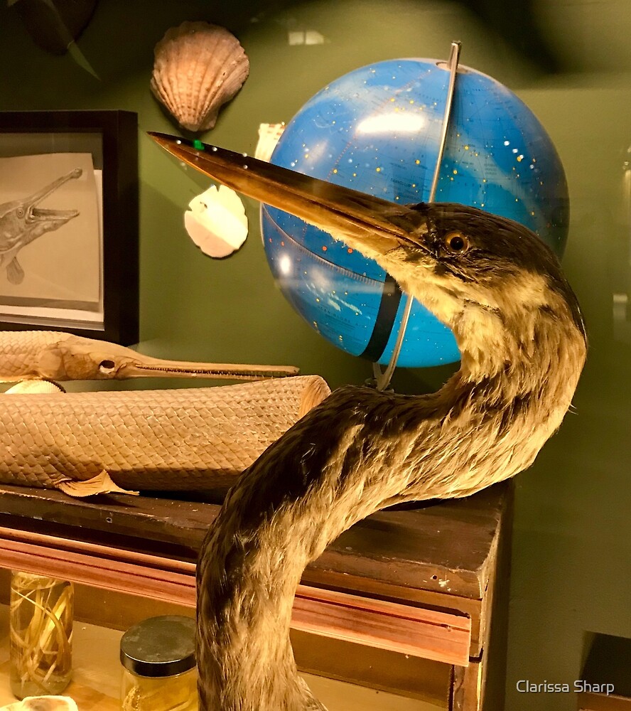 "Global Heron" by Clarissa Sharp | Redbubble